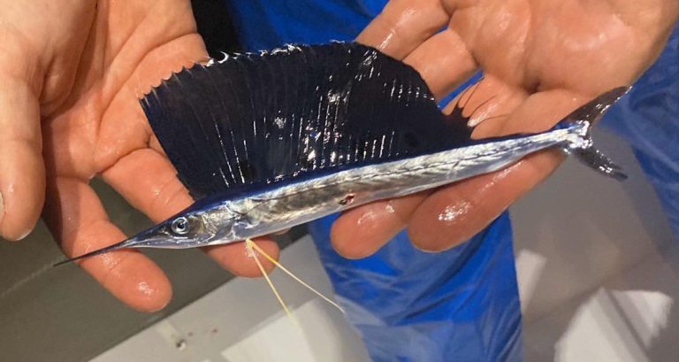 TBF's Juvenile Billfish Project | Featured News | The Billfish Foundation