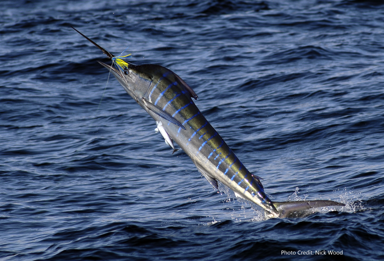 2019 Striped Marlin Conservation Record | The Billfish Foundation