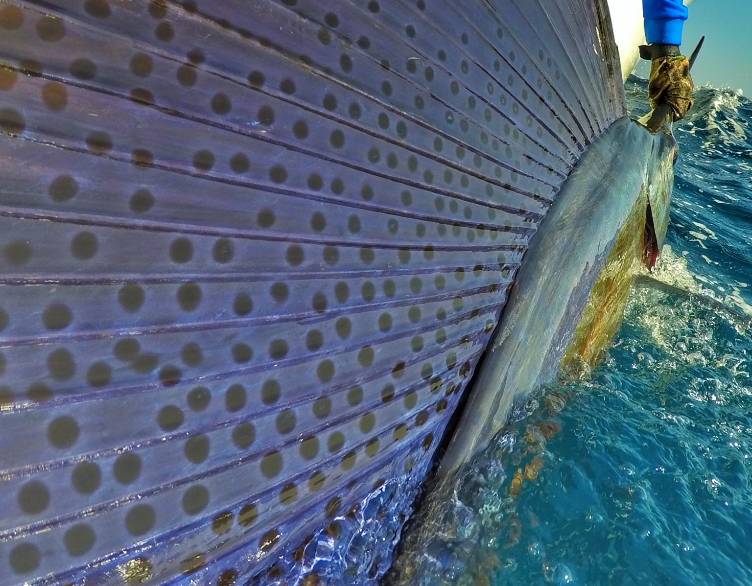 Sailfish Conservation Record 2019 | The Billfish Foundation