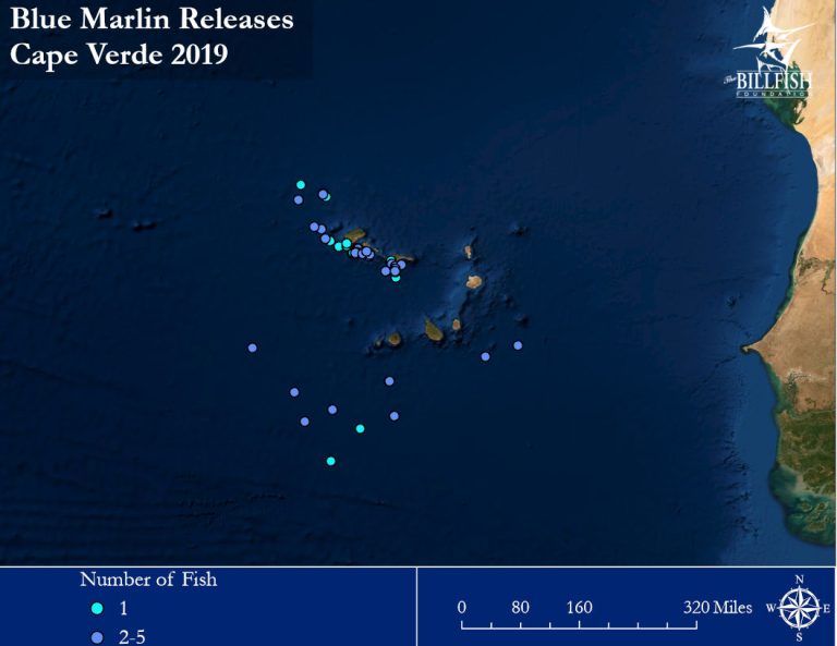 Blue Marlin Conservation Record 2019 | The Billfish Foundation