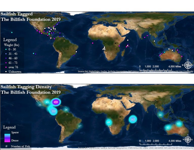 Sailfish Conservation Record 2019 | The Billfish Foundation