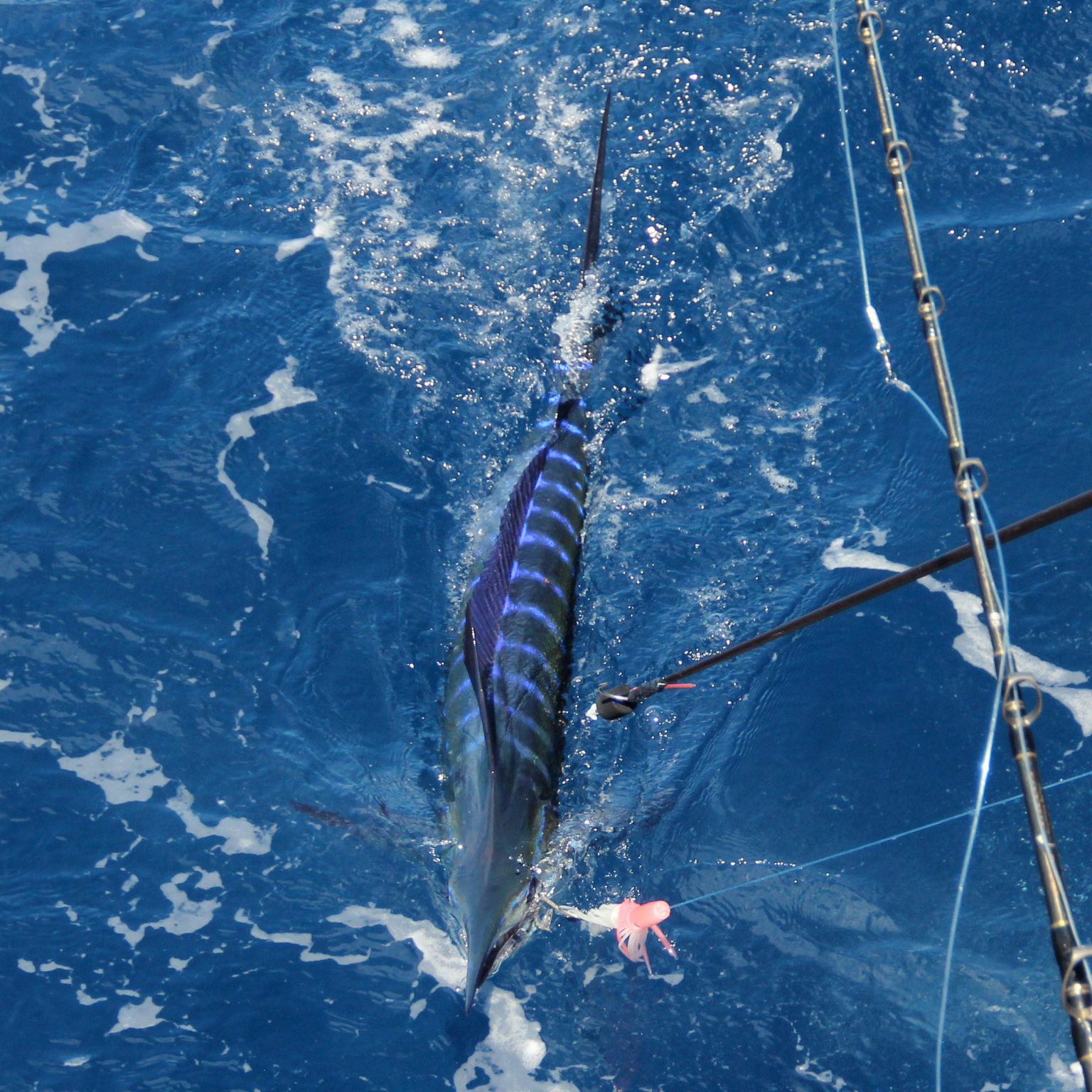 What are billfish?
