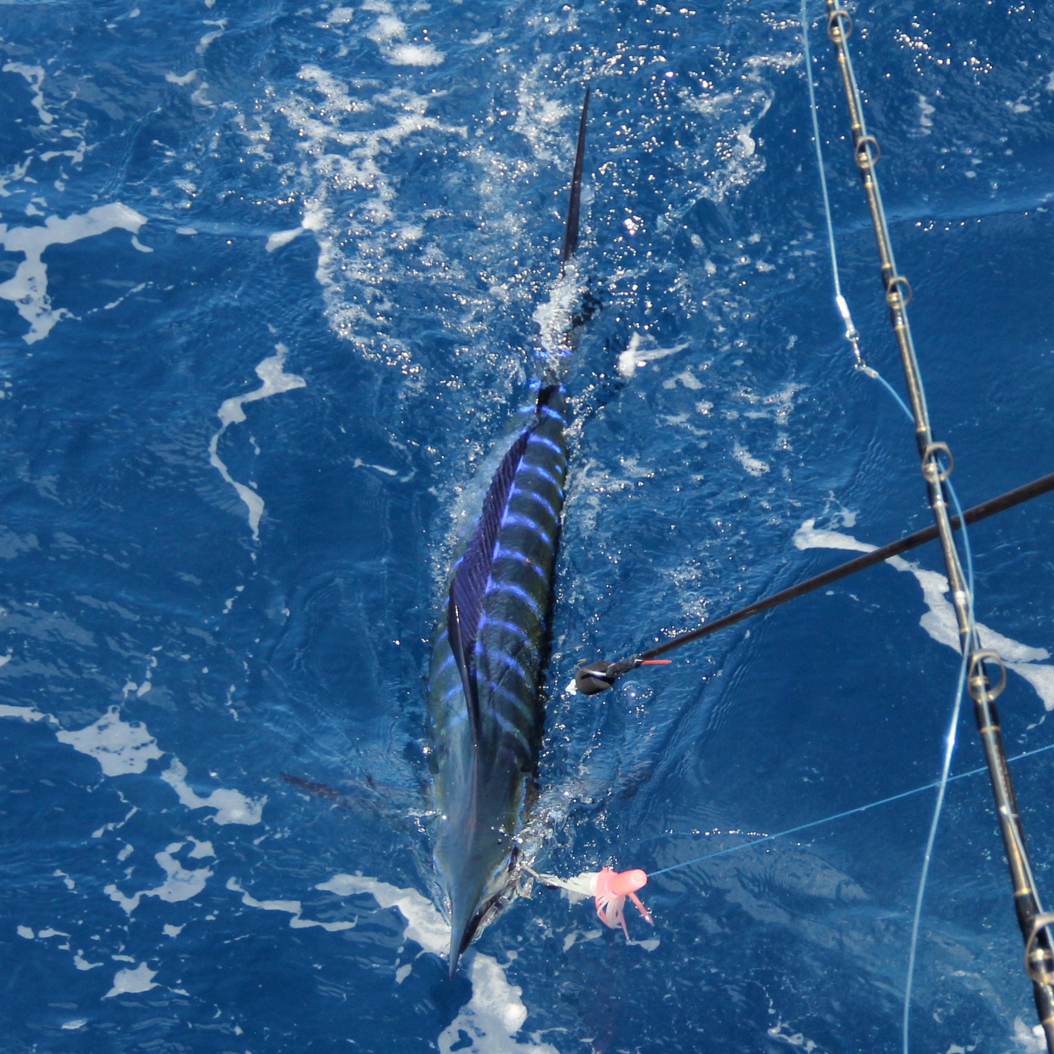 What are billfish?