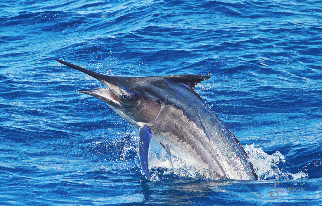 Marlin Conservation in New Zealand: Victory for Billfish Preservation