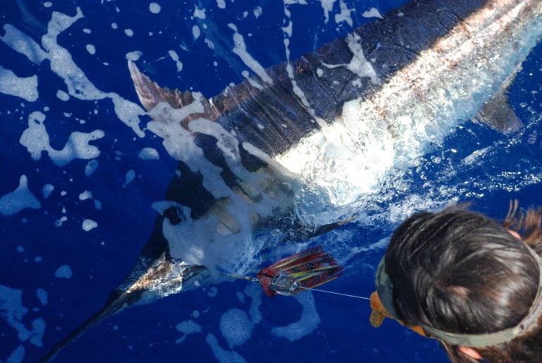 2020 Conservation Record: Blue Marlin