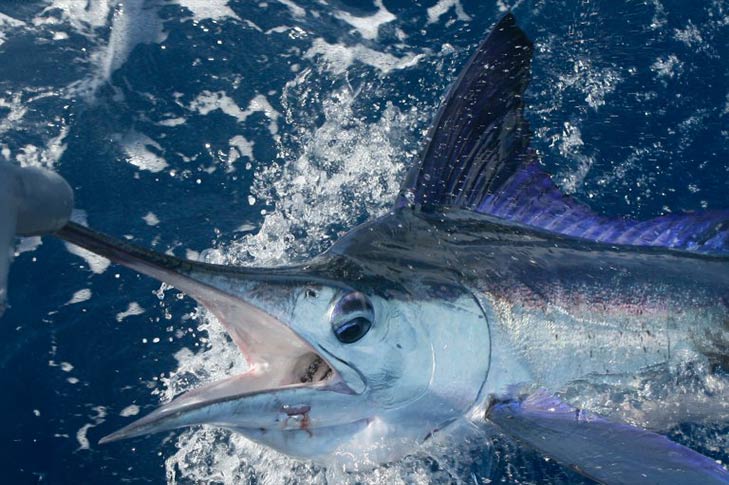 White Marlin - The Billfish Foundation