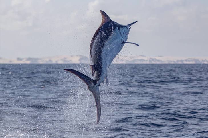 Black Marlin The Billfish Foundation