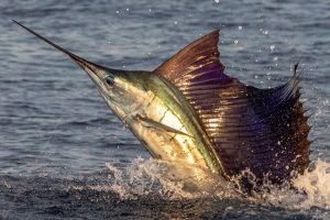 Education - The Billfish Foundation