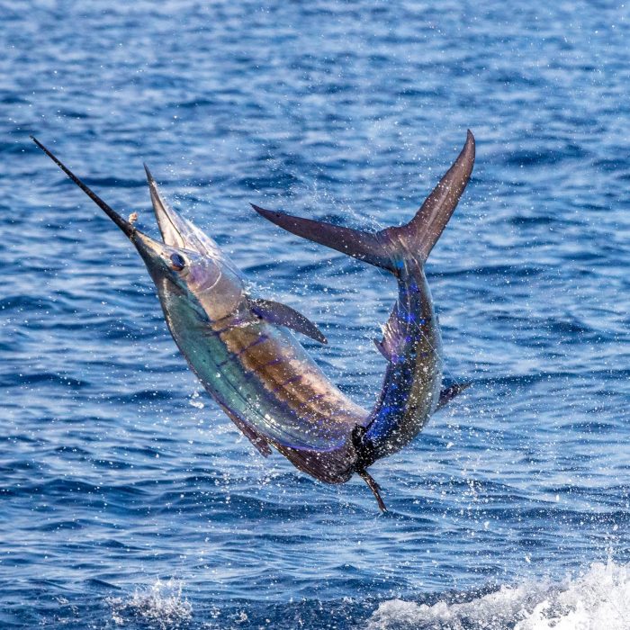 Education - The Billfish Foundation