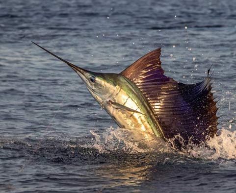 Tag & Release - The Billfish Foundation