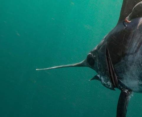 Tagging Equipment - The Billfish Foundation